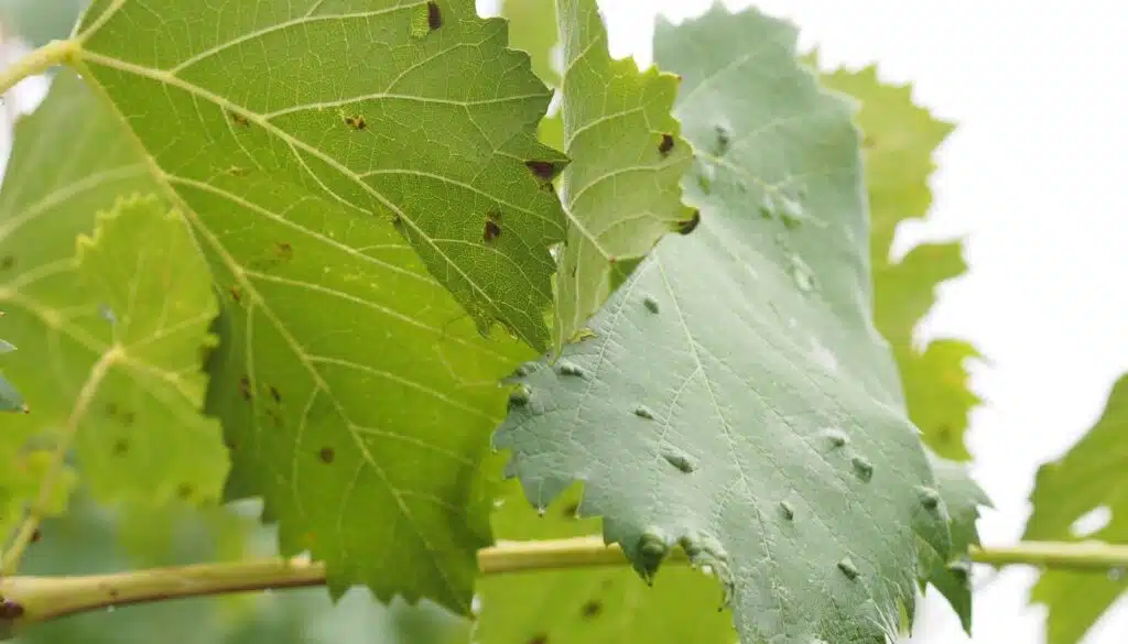Découvrez les types d'acariens 🕷️🔎